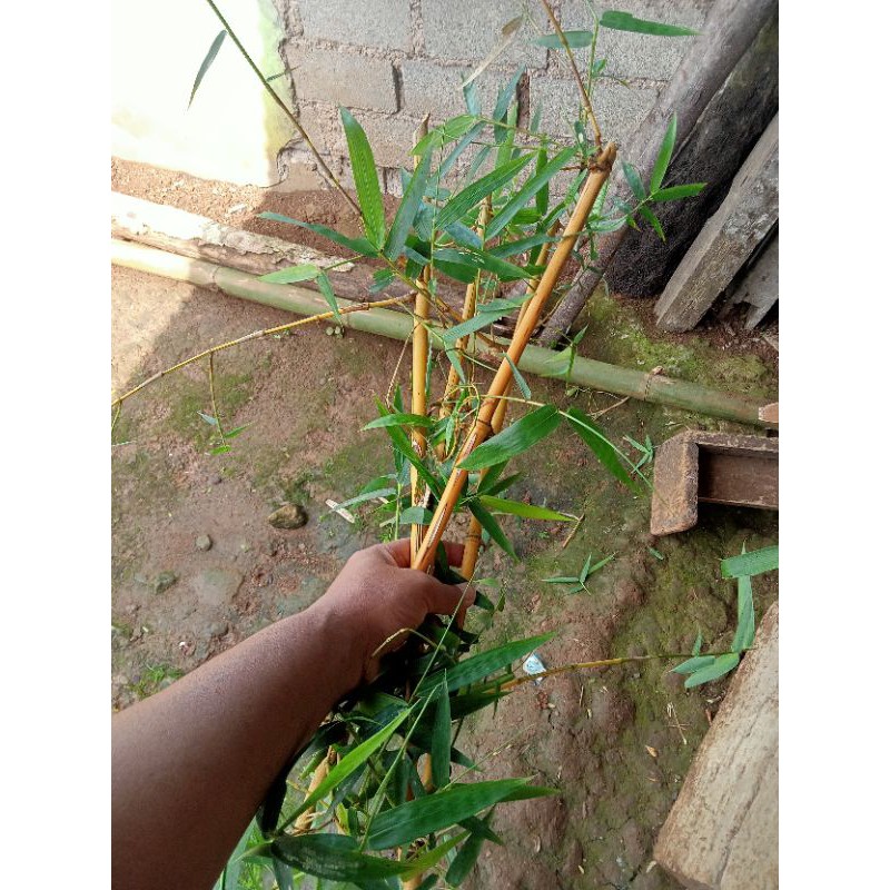 Jual BAMBU KUNING STEK BEST QUALITY | Shopee Indonesia