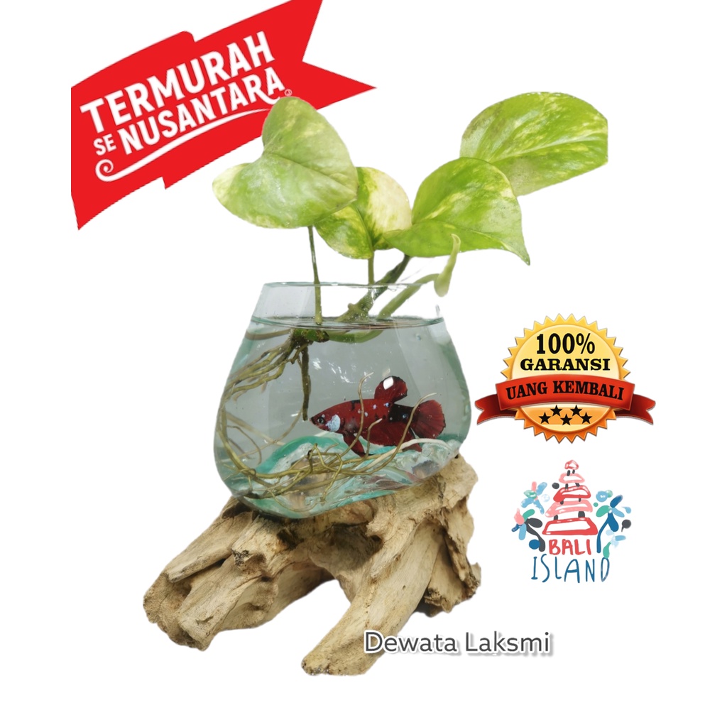 Jual Aquarium mini | aquarium cupang | aquarium tiup | aqarium akar ...
