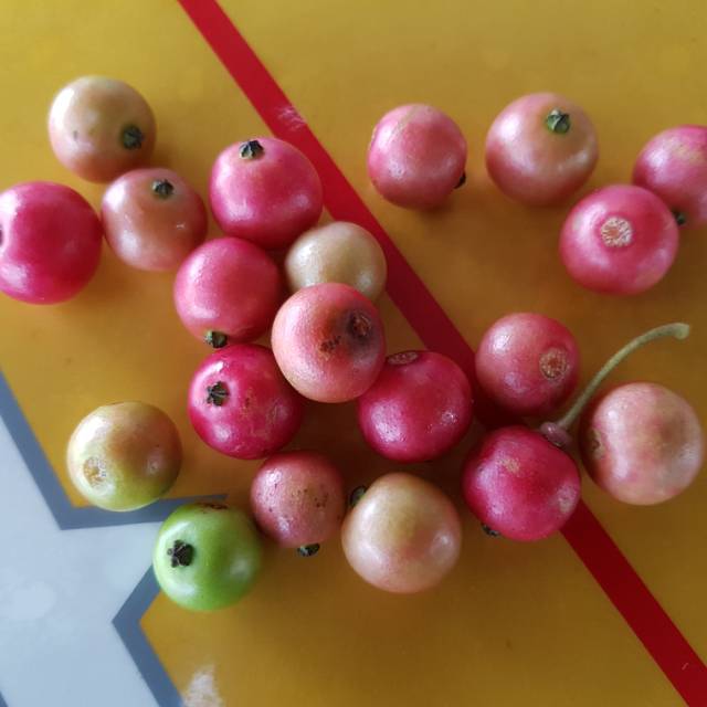Jual Buah Kersen | Shopee Indonesia