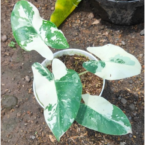 Jual tanaman hias bunga keladi sente/ varigata albino cantik AGRO ...