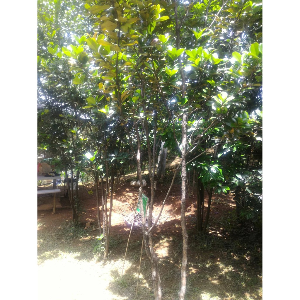 Jual Sepasang Pohon Cherry Brasil 1 Meter | Shopee Indonesia