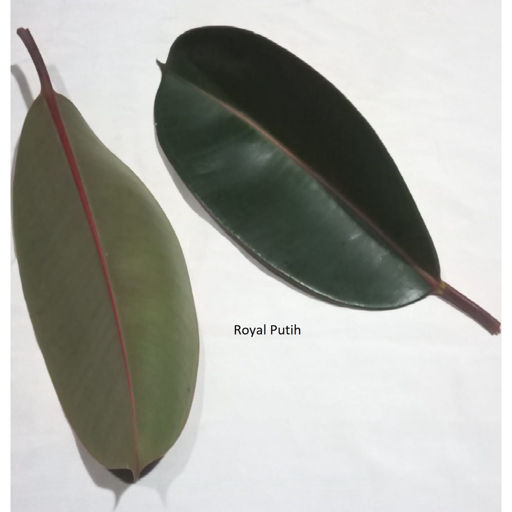 Jual DAUN KARET KEBO PERHELAI PERLEMBAR OBAT HERBAL STROKE | Shopee ...