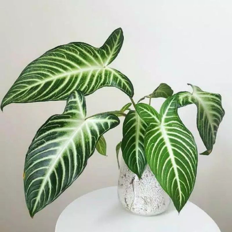 Jual caladium zebra / keladi zebra / tanaman hias caladium | Shopee ...