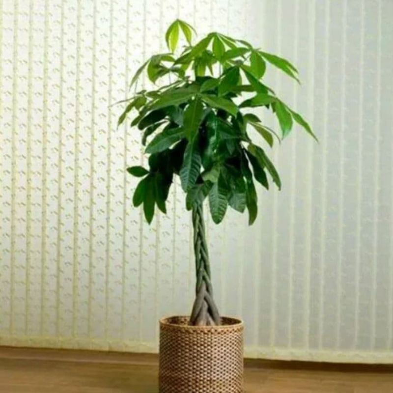 Jual Tanaman Hias Pacira Kepang 3 / Tanaman hias Pembawa Keberuntungan ...