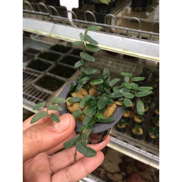 Jual ficus panama "spesies jawa barat"/ beringin rambat | Shopee Indonesia
