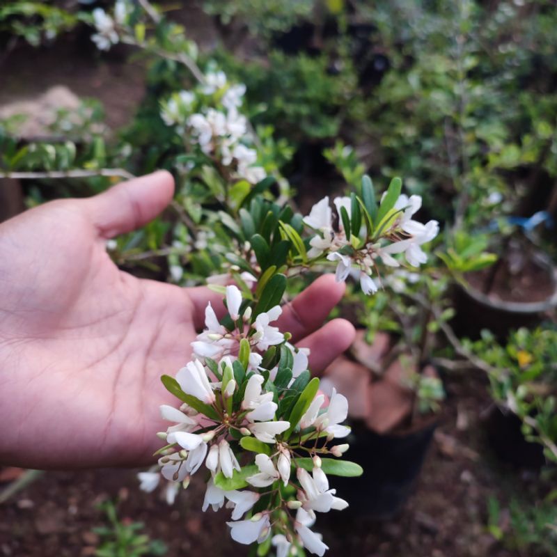 Jual PROMO !!! bahan bonsai saeng simbur vietnam bunga putih / saeng ...