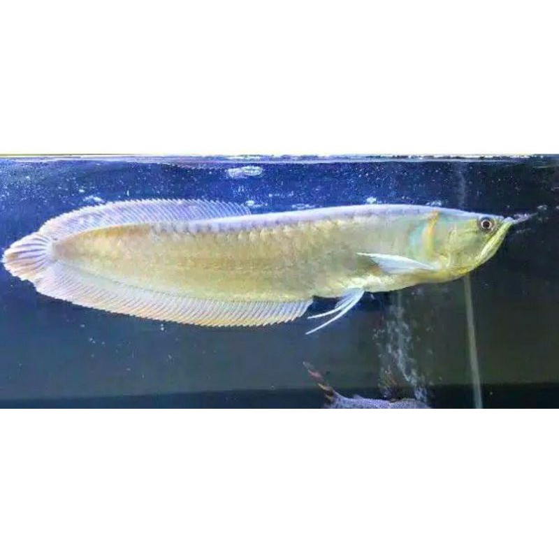 Jual Ikan arwana silver red 40cm | Shopee Indonesia