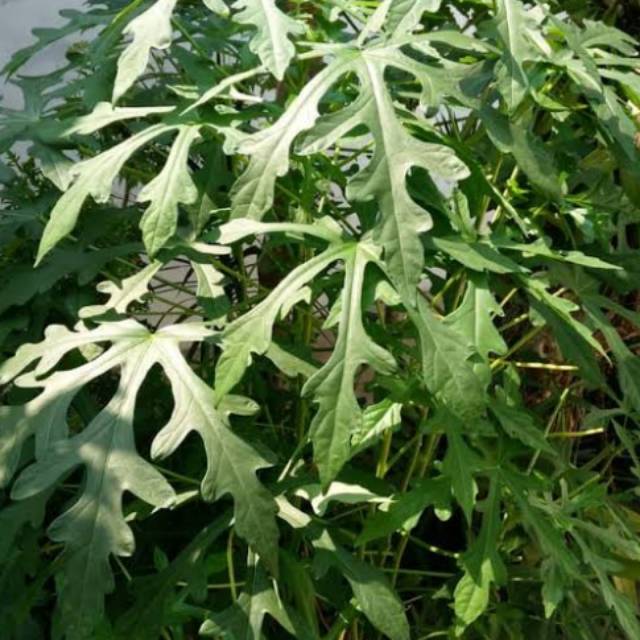 Jual Paket 500 grm daun gedi fresh | Shopee Indonesia