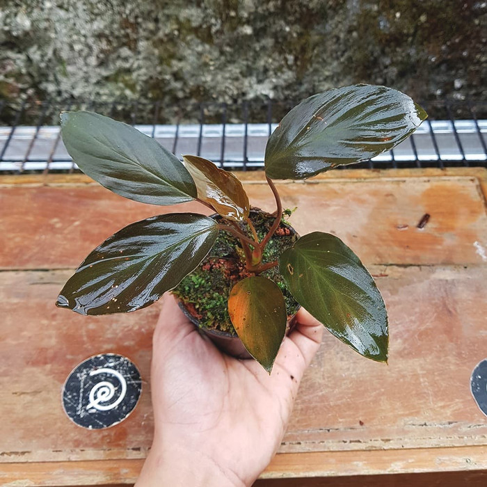 Jual Homalomena Red sp - Tanaman hias / jungle plant / Paludarium ...