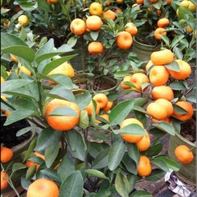 Jual 10 butir biji benih bonsay tanaman jeruk santang madu pendek ...