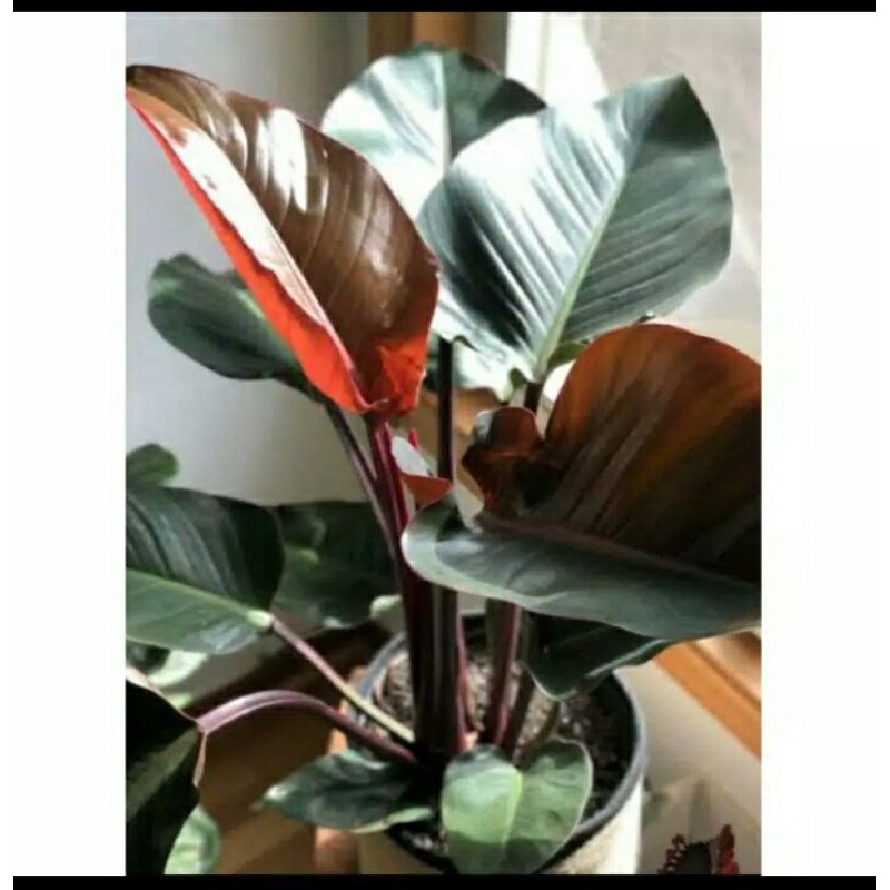 Jual philodendron Red congo tanaman hias philo-DESTIN FLORES | Shopee ...