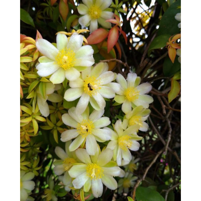 Jual Bibit bunga rambat wangi lemon vine (Pereskia aculeata var ...