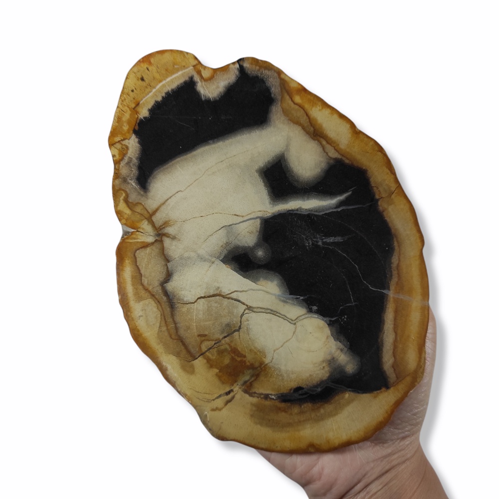 Jual Slice Natural Petrified Wood - Fosil Kayu Slice 264GR | Shopee ...