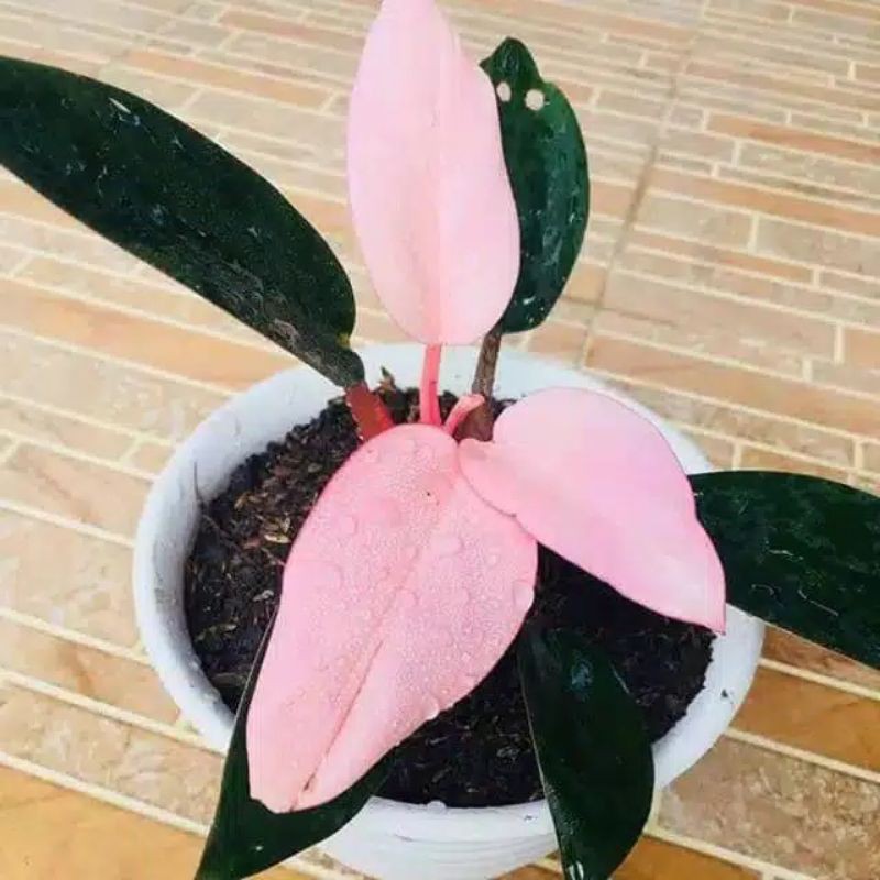 Jual tanaman hias - philo pink kongo | Shopee Indonesia