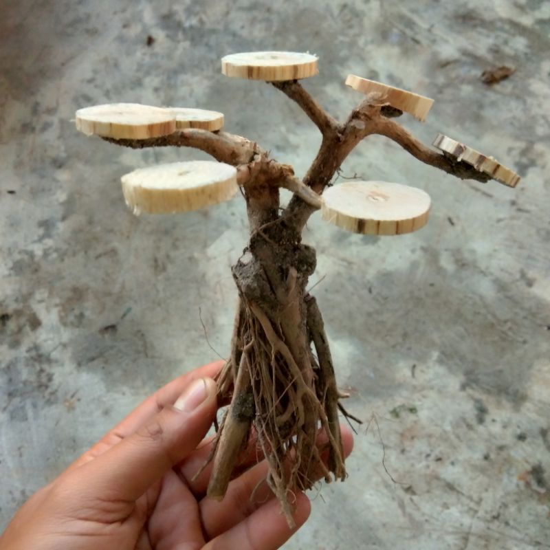 Jual BONSAI AKAR RANTING TANAMAN AQUASCAPE HIASAN DEKORASI AQUARIUM ...