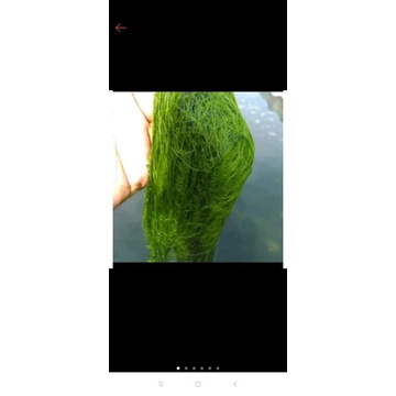 Jual Lumut kasar pakan ikan | Shopee Indonesia