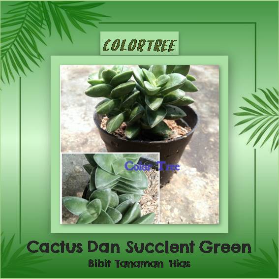 Jual Bibit Tanaman Hias Cactus And Succulent Green Crassula | Shopee ...