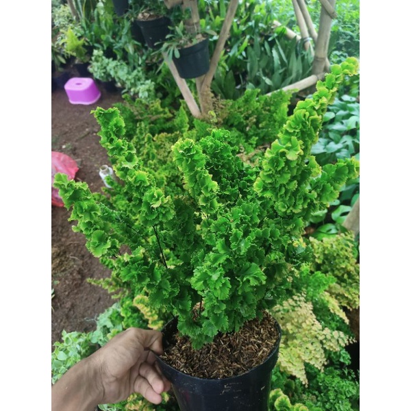 Jual Tanaman Hias Suplir Tusuk Sate / SUPLIR TUSUK SATE RIMBUN | Shopee ...