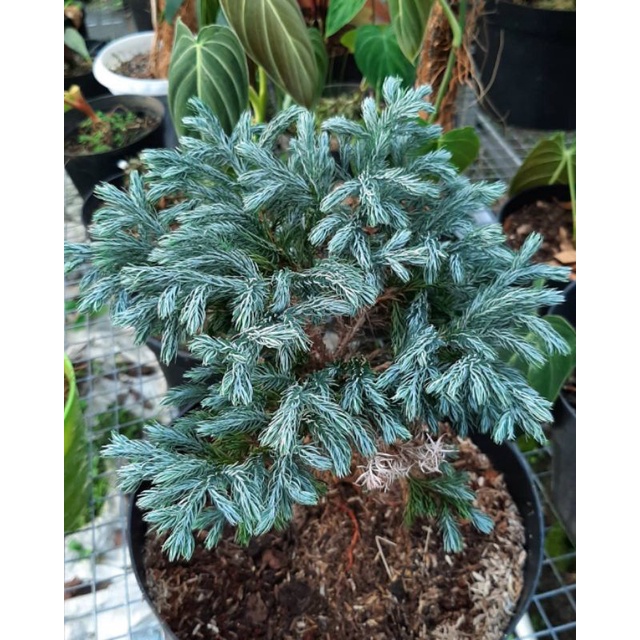 Jual Bunga CEMARA SALJU - Tanaman Hias Hidup Daun Cemara Perak - Pohon ...