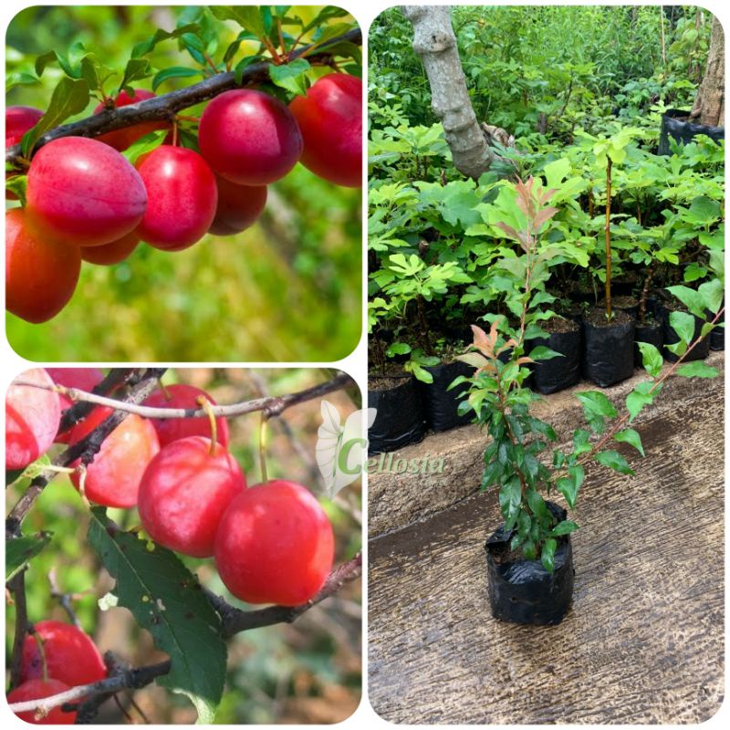 Jual Bibit Tanaman Buah Plum Merah (Grafting) | Shopee Indonesia