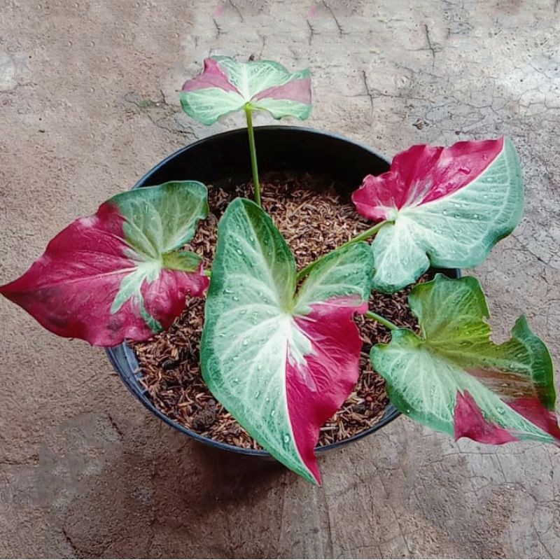 Jual CALADIUM SHYCOOL, CALADIUM TUMPAH CAT, keladi tumpahan cet, tumpah ...