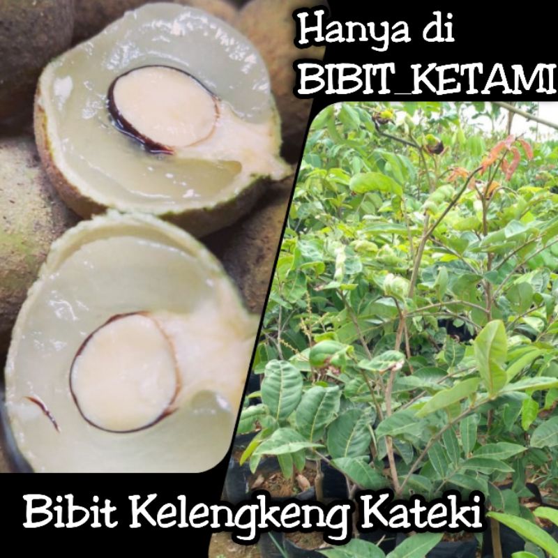 Jual Bibit Kelengkeng Kateki - Kategori Standart (ORIGINAL) | Shopee ...
