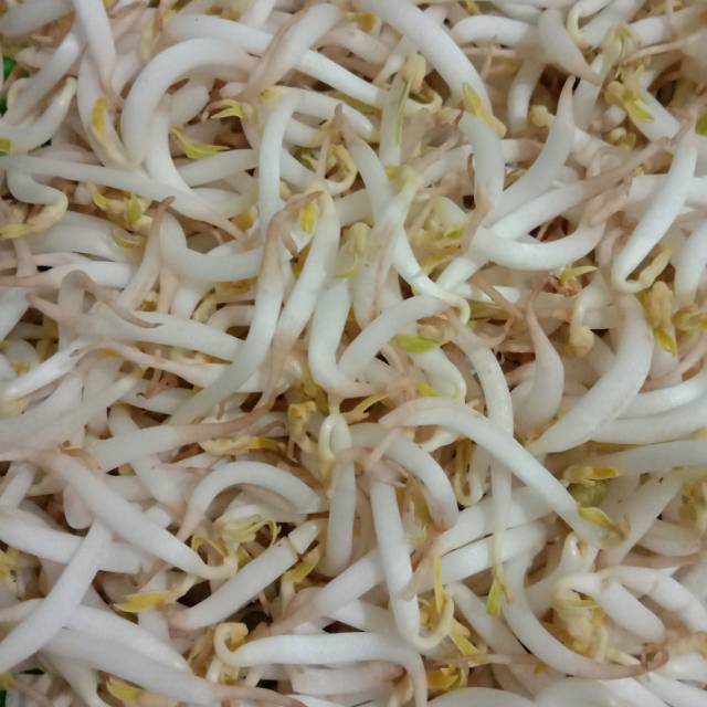 Jual Toge 250 gram sayur bandung | Shopee Indonesia
