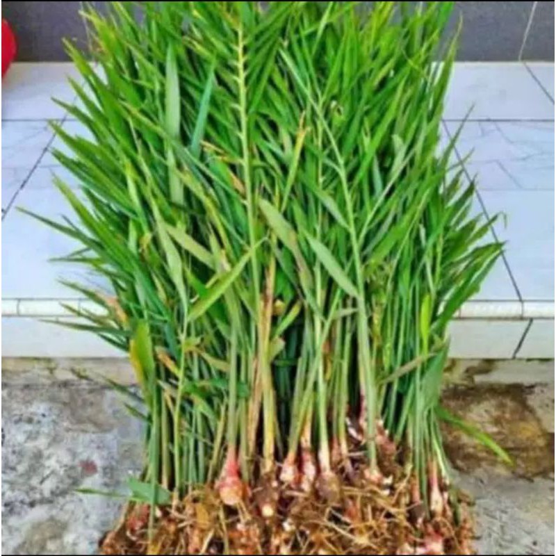 Jual POHON JAHE MERAH - TANAMAN HERBAL BIBIT JAHE MERAH | Shopee Indonesia