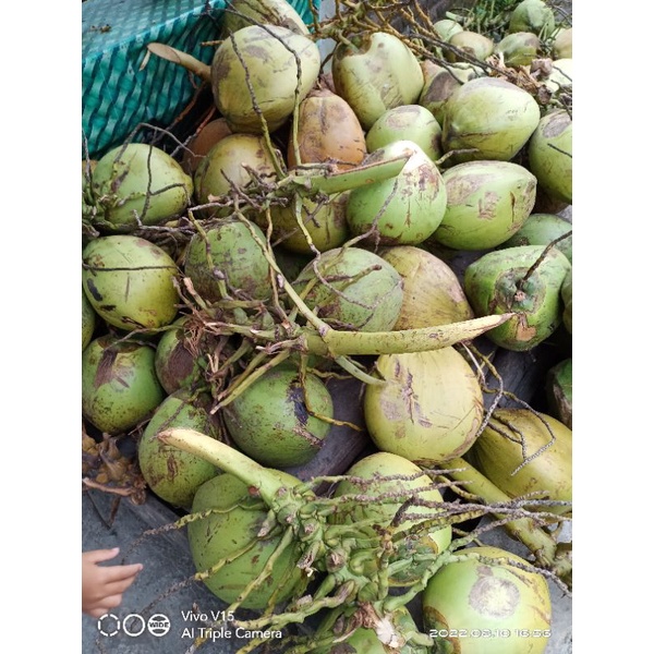 Jual kelapa muda serat merah berkhasiat | Shopee Indonesia