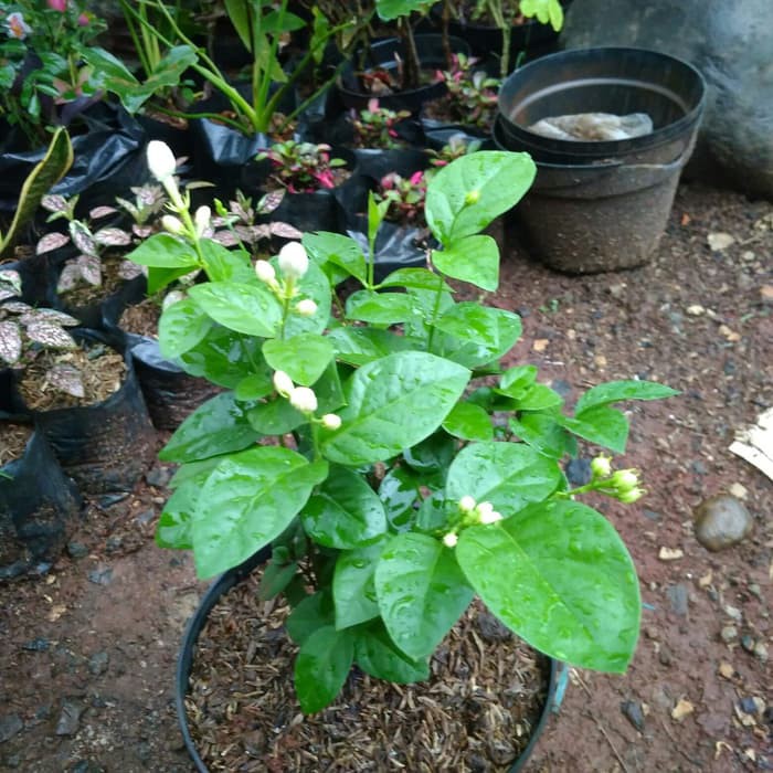 Jual melati wangi | tanaman hias bunga melati | melati putih | Shopee ...