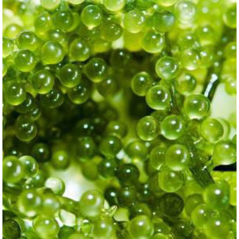 Jual SUPER SPESIAL (HIGH QUALITY) latoh / sea grapes / anggur laut ...