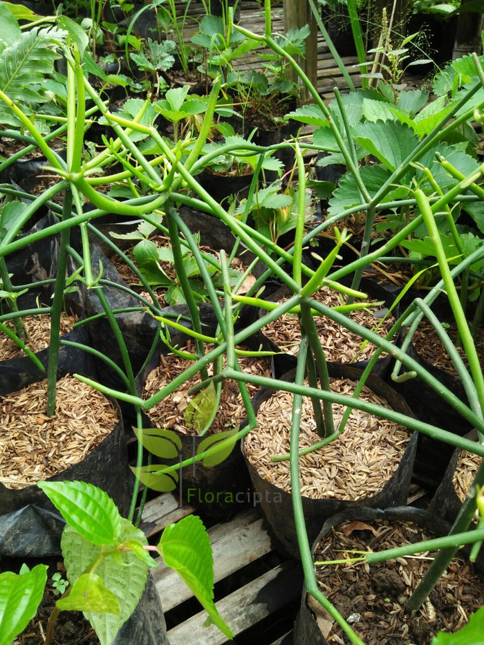 Jual Tanaman kayu urip / patah tulang (obat herbal) | Shopee Indonesia