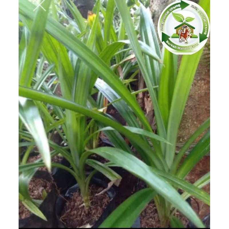 Jual Pandan wangi - Pandanwangi - Bibit Tanaman Daun Pandanwangi - Daun ...