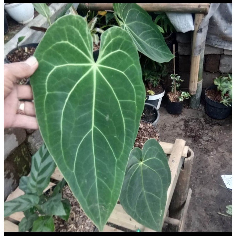 Jual Tanaman Hias Anthurium Magnificum Verde | Shopee Indonesia