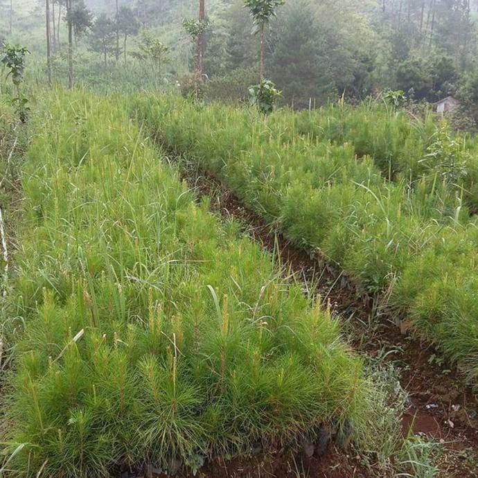 Jual 5 Tanaman Bibit Pohon Pinus Jenis Merkusi *_$ | Shopee Indonesia