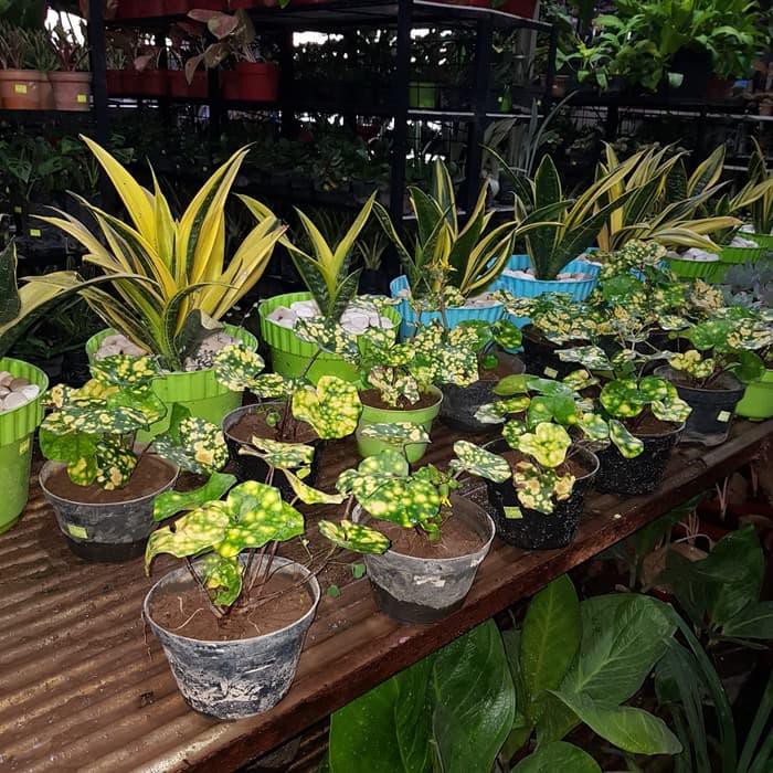 Jual Jual Tanaman leopard ( Cleopatra ) / CLEOPATRA (size anakan ...