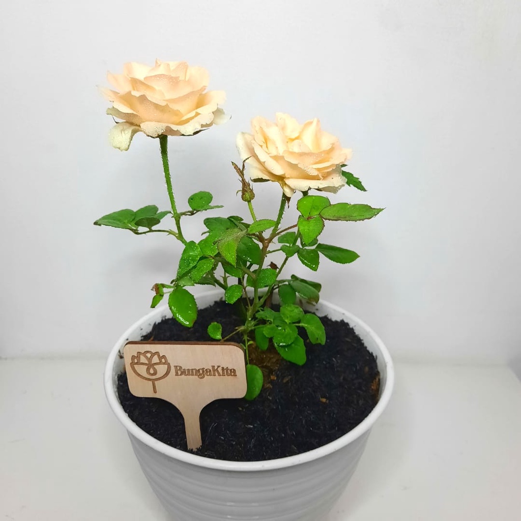 Jual Tanaman Hias Bunga Mawar Holland PEACH AVALANCHE | Shopee Indonesia