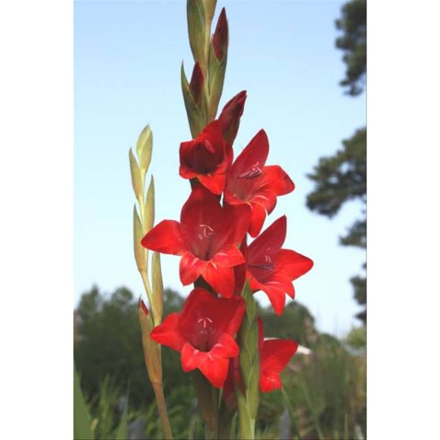 Jual Tanaman hias bunga gladiol merah | Shopee Indonesia