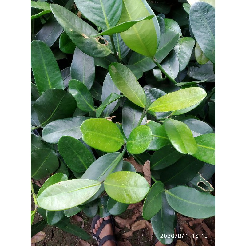 Jual Pohon Garcinia Subelliptica atau Fuguki atau Pohon Kebahagiaan ...