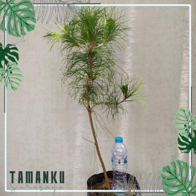 Jual Pohon Pinus Bibit Cemara Pinus Tanaman Cemara | Shopee Indonesia