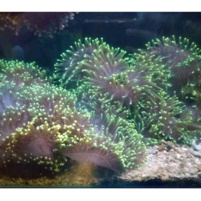 Jual Anemon Clownfish Anemon Clown (Rumah Nemo) Air Laut size M-L ...