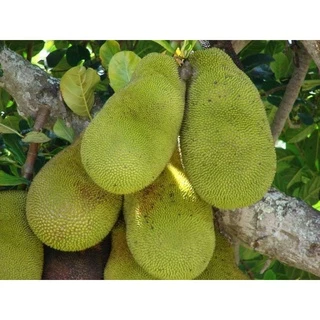 Jual Buah Nangka Terlengkap & Harga Terbaru Juni 2024 | Shopee Indonesia