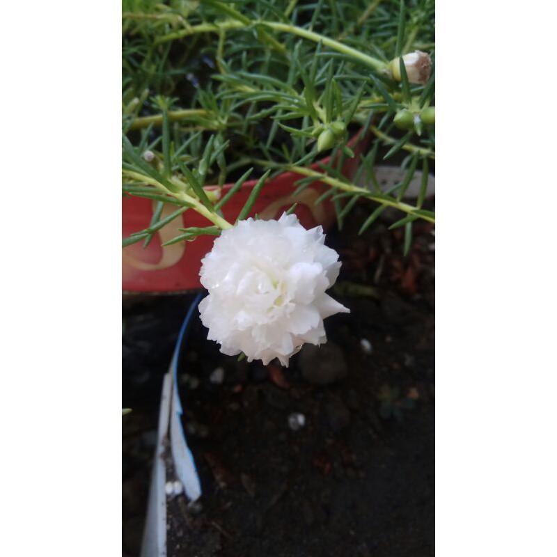 Jual Bunga Sutra Bombay / Krokot / Moserose / Portulaca Grandiflora Mix ...
