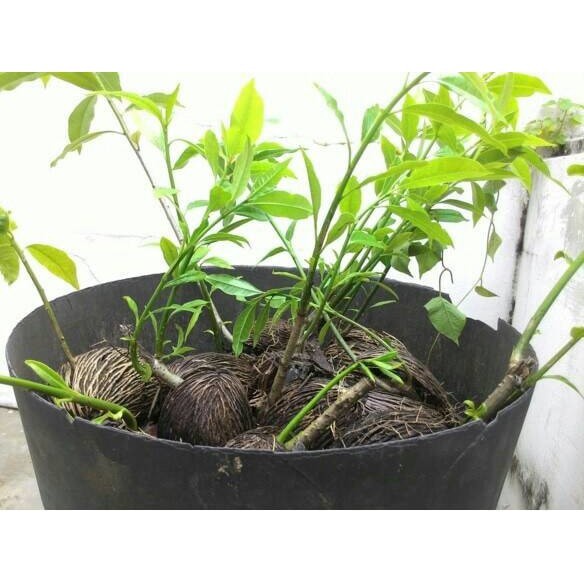 Jual Bibit Tanaman Bintaro Buah Pengusir Tikus Shopee Indonesia