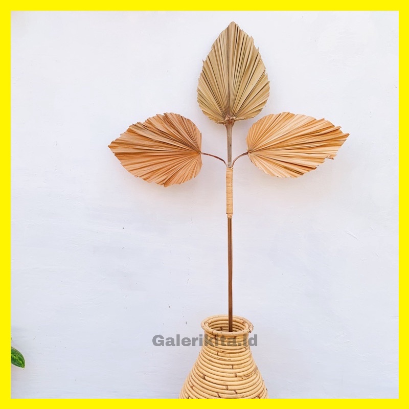 Jual Daun Palm Kering / Daun Palem Kering / Dekorasi Rustic / Daun ...