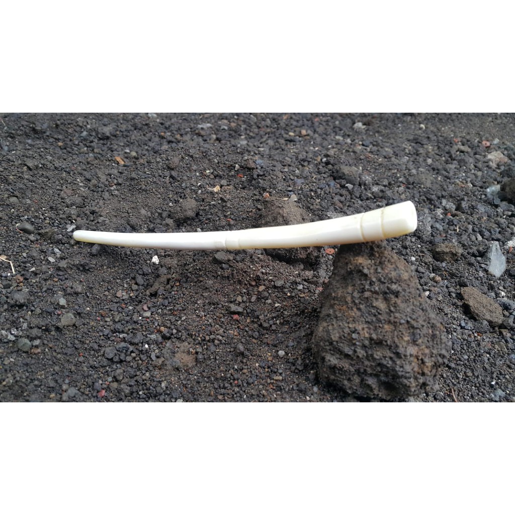 Jual Pipa once tulang sapi bule - BULE AUSTRALIE | Shopee Indonesia