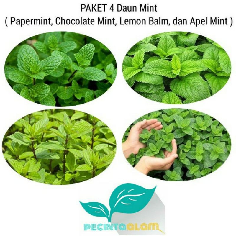 Jual (Bibit) Paket 4 jenis tanaman daun mint - Tanaman herbal mint ...