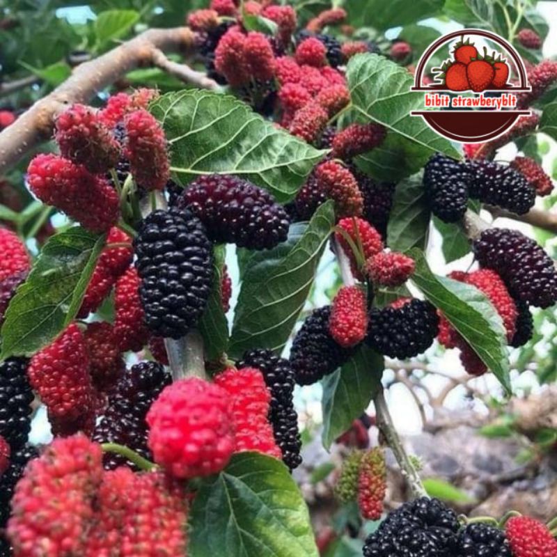 Jual bibit tanaman buah murbey | Shopee Indonesia