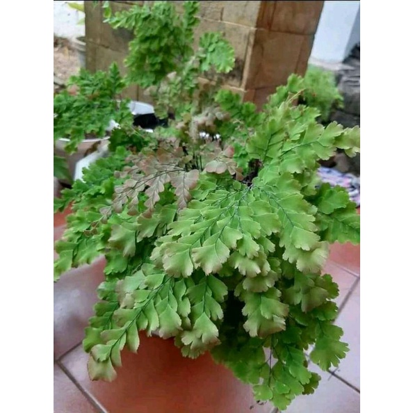 Jual PROMO tanaman hias suplir adiantum / tanaman pakis suplir ( maiden ...