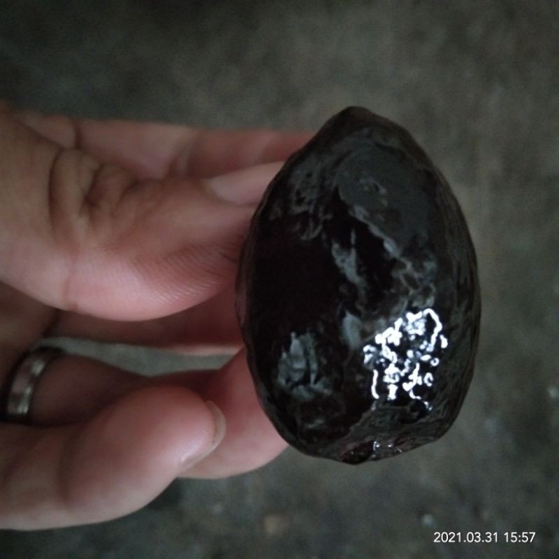 Jual muncang adu jawa batok tebel buat kojo | Shopee Indonesia